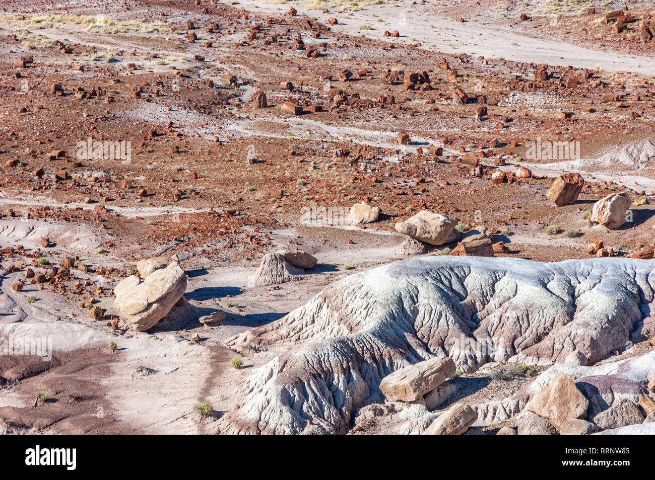 Petrified rocks in forest hi-res stock photography and images - Alamy