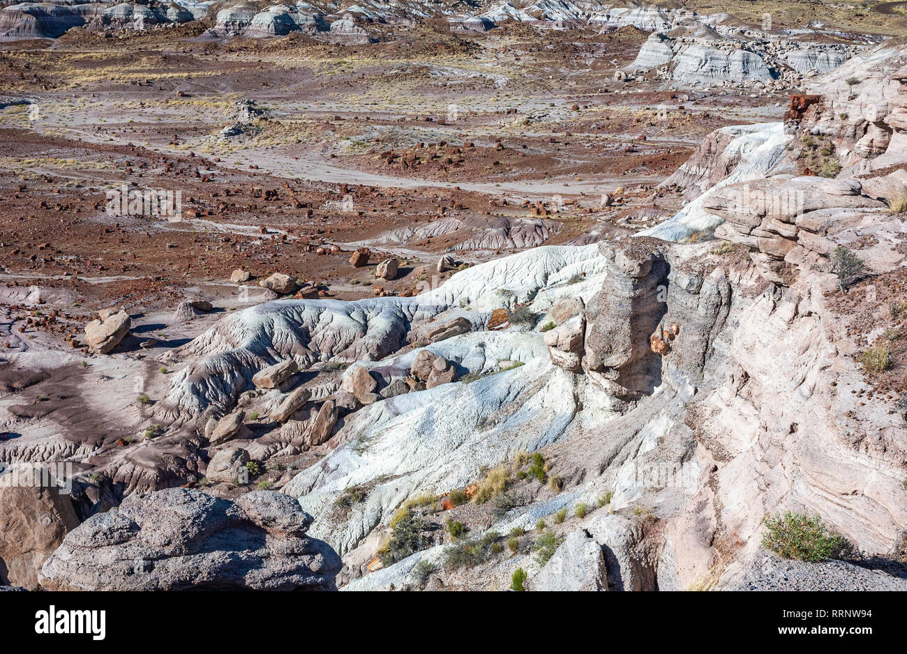 Petrified rocks in forest hi-res stock photography and images - Alamy