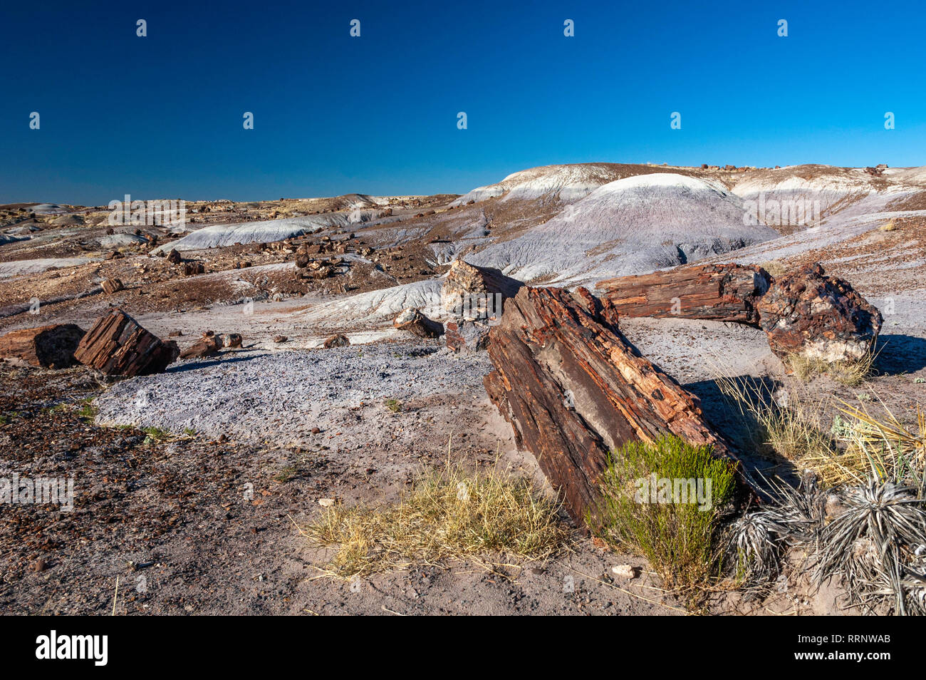 Petrified Forest National Park in AZ Stock Photo - Alamy