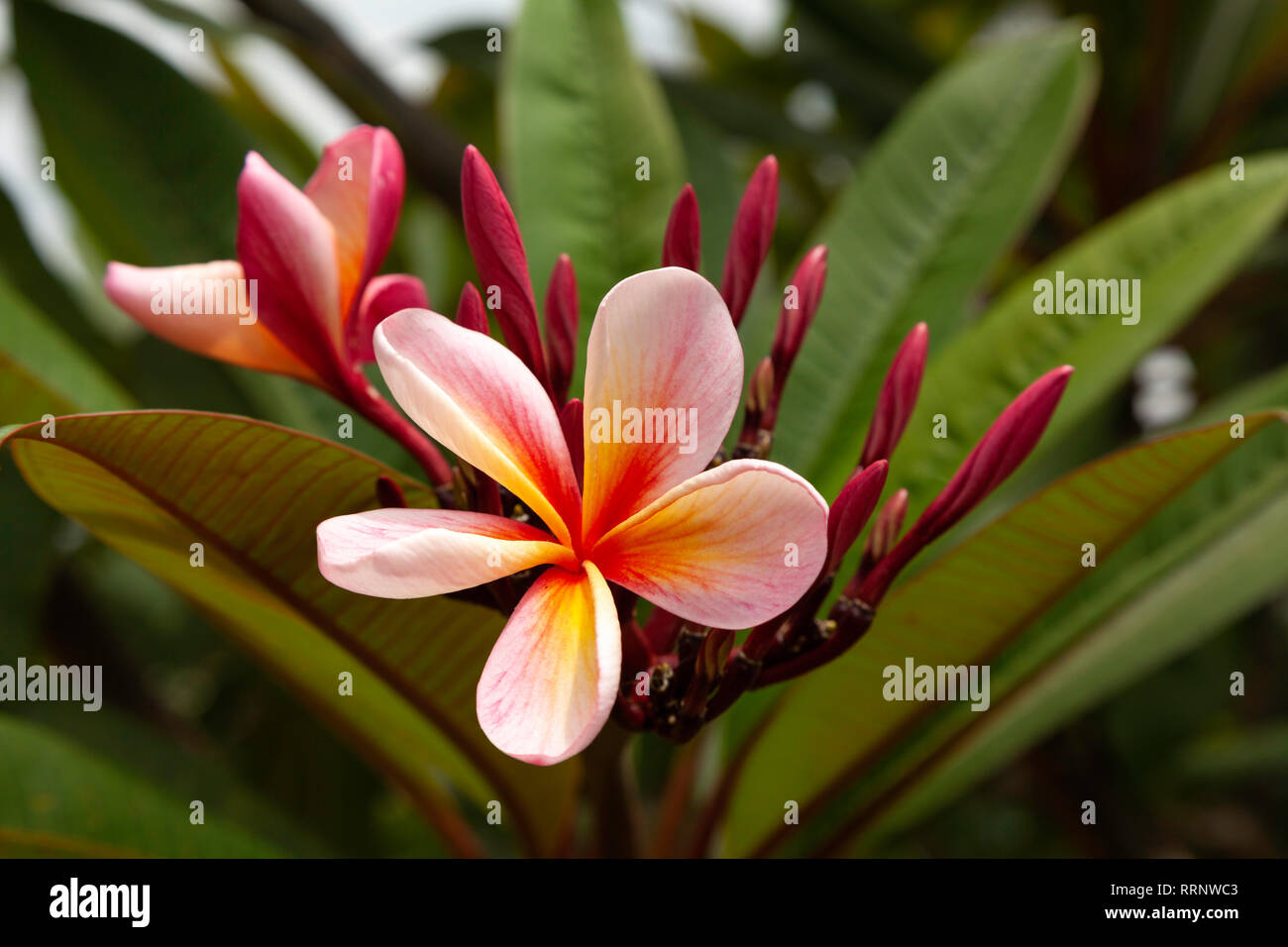 Tropical Frangipani flower Stock Photo - Alamy
