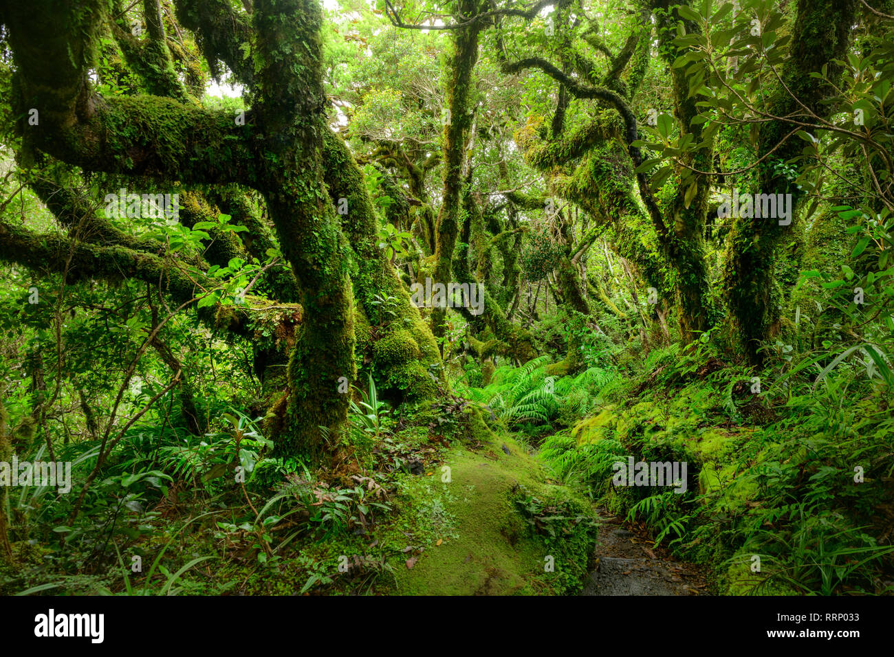 Oceania, New Zealand, Aotearoa, North Island, Taranaki, Egmont National ...