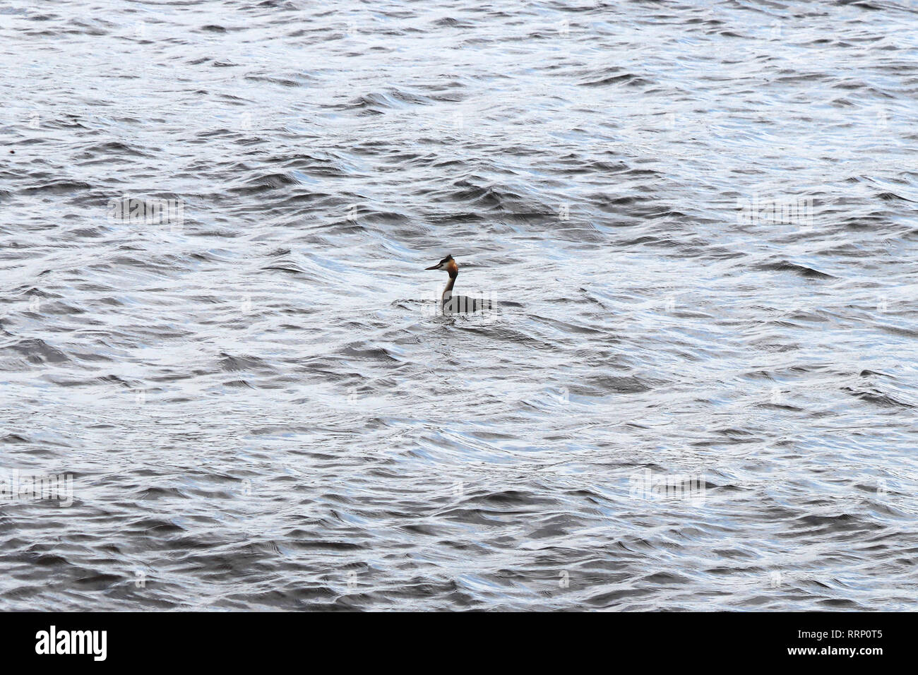 Dive duck bird in Neva river water area Stock Photo - Alamy