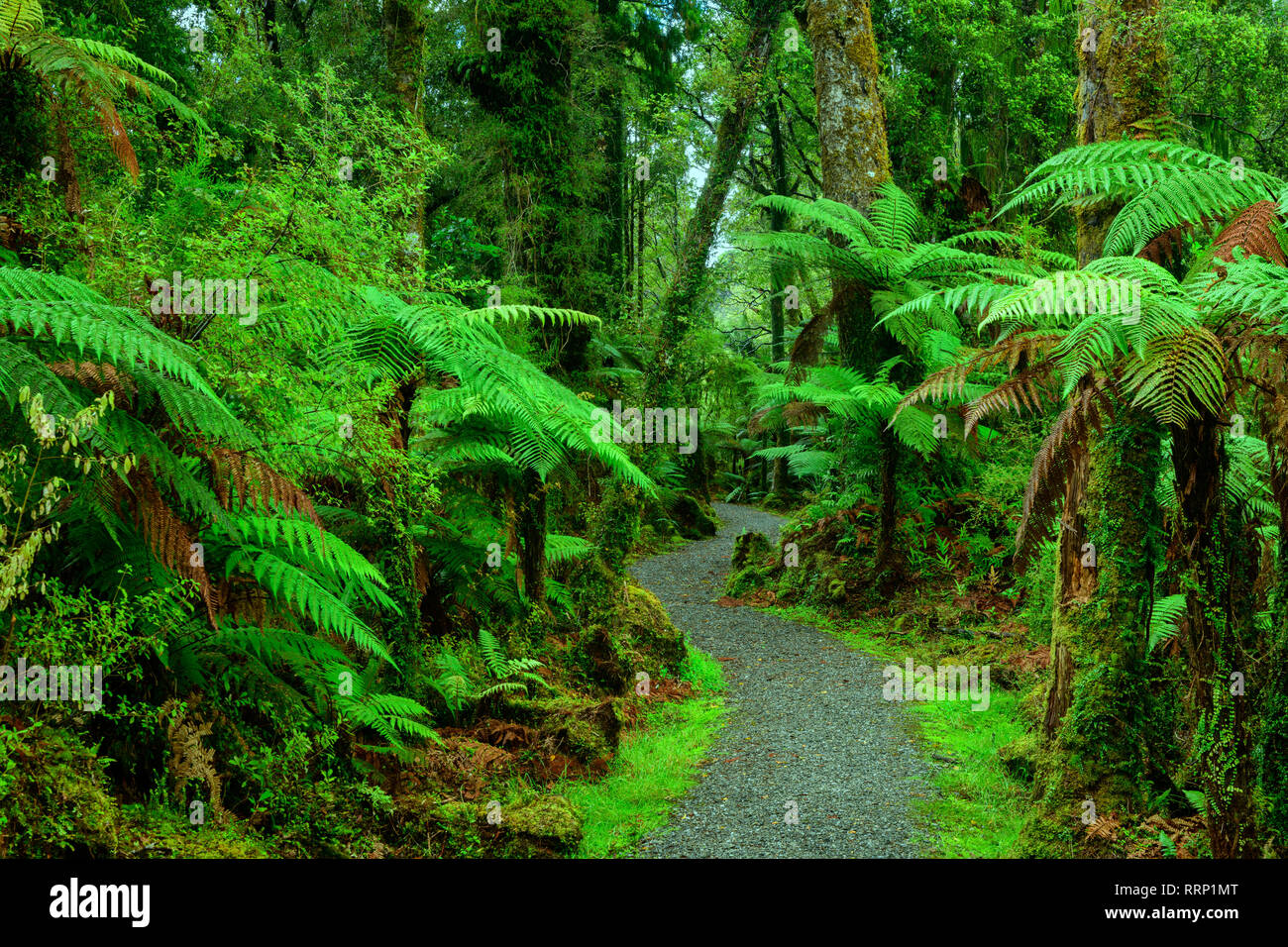 West coast forest hi-res stock photography and images - Alamy