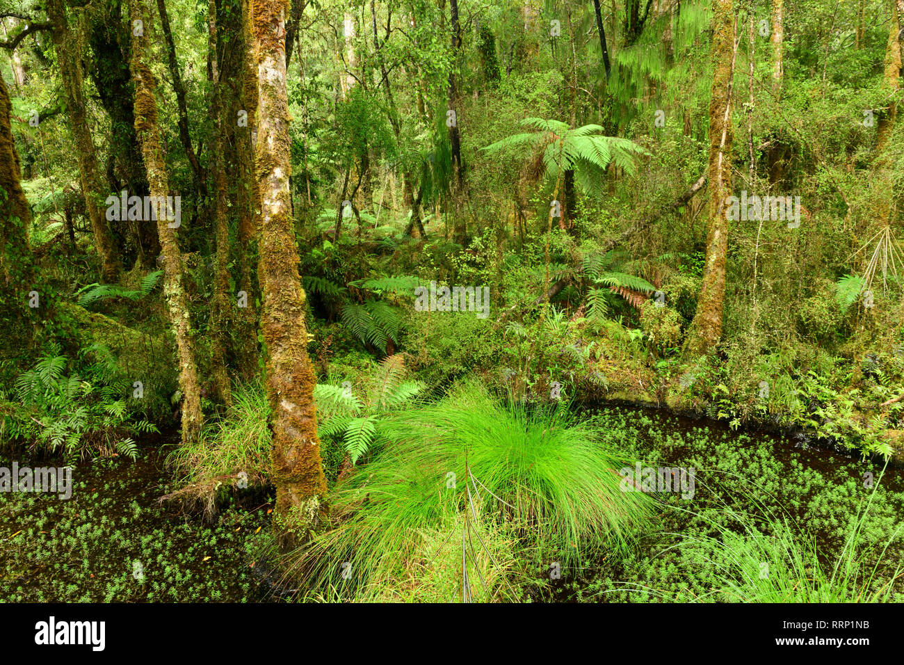 Swamp forest new zealand hi-res stock photography and images - Alamy