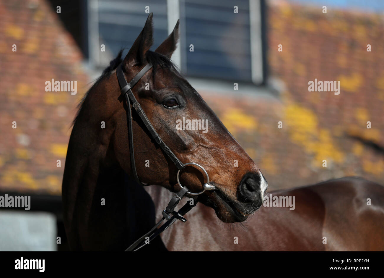 Frodon during the visit to Paul Nicholls' Yard at Manor Farm Stables ...