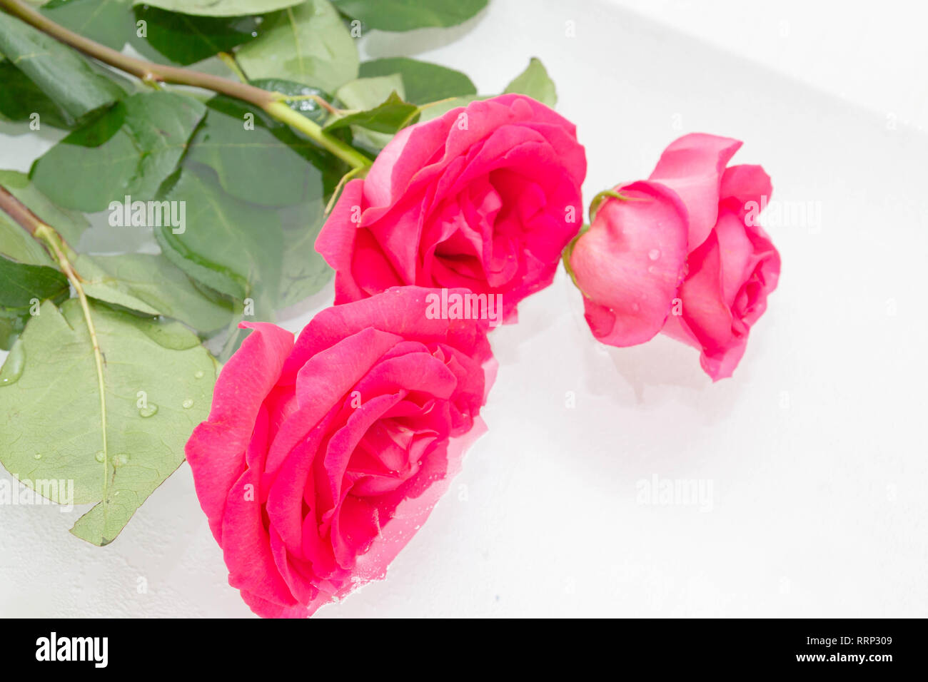Big beautiful pink roses lie in the water Stock Photo - Alamy