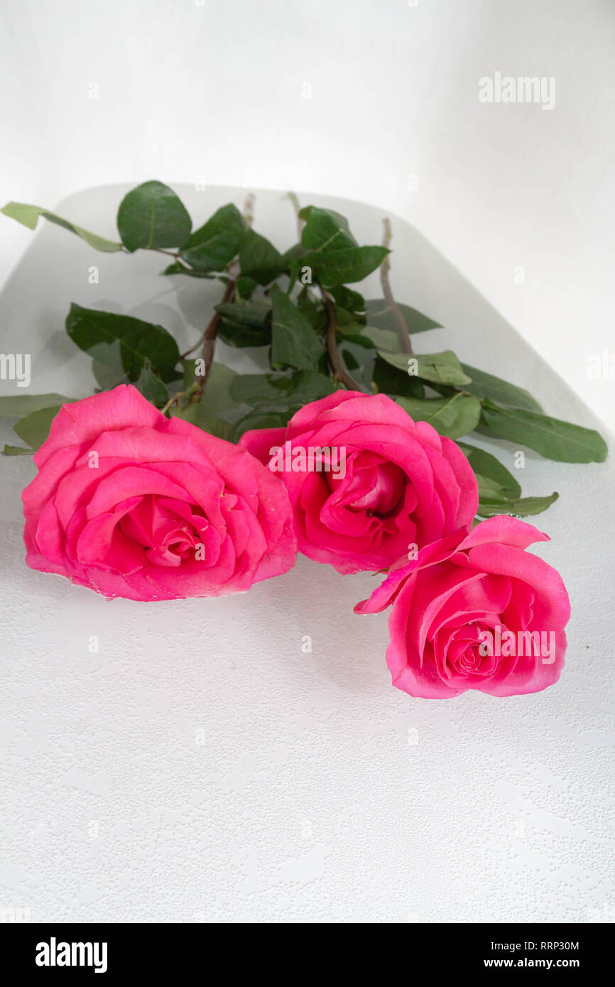 Big beautiful pink roses lie in the water Stock Photo - Alamy