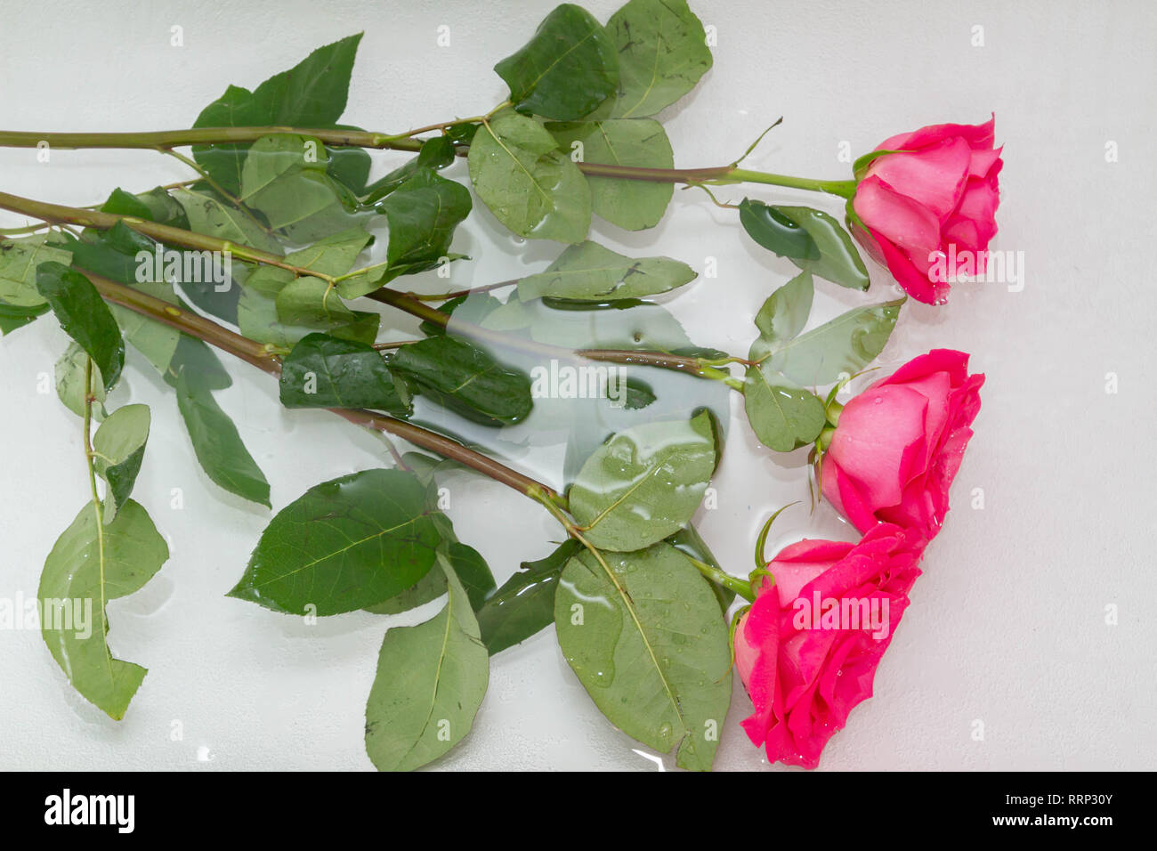 Big beautiful pink roses lie in the water Stock Photo - Alamy