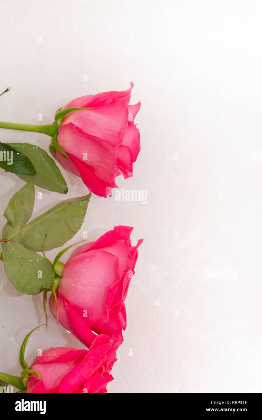 Big beautiful pink roses lie in the water Stock Photo - Alamy
