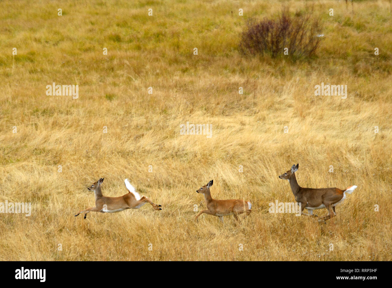 North America, USA, Pacific Northwest, Montana, white tail deer on the ...