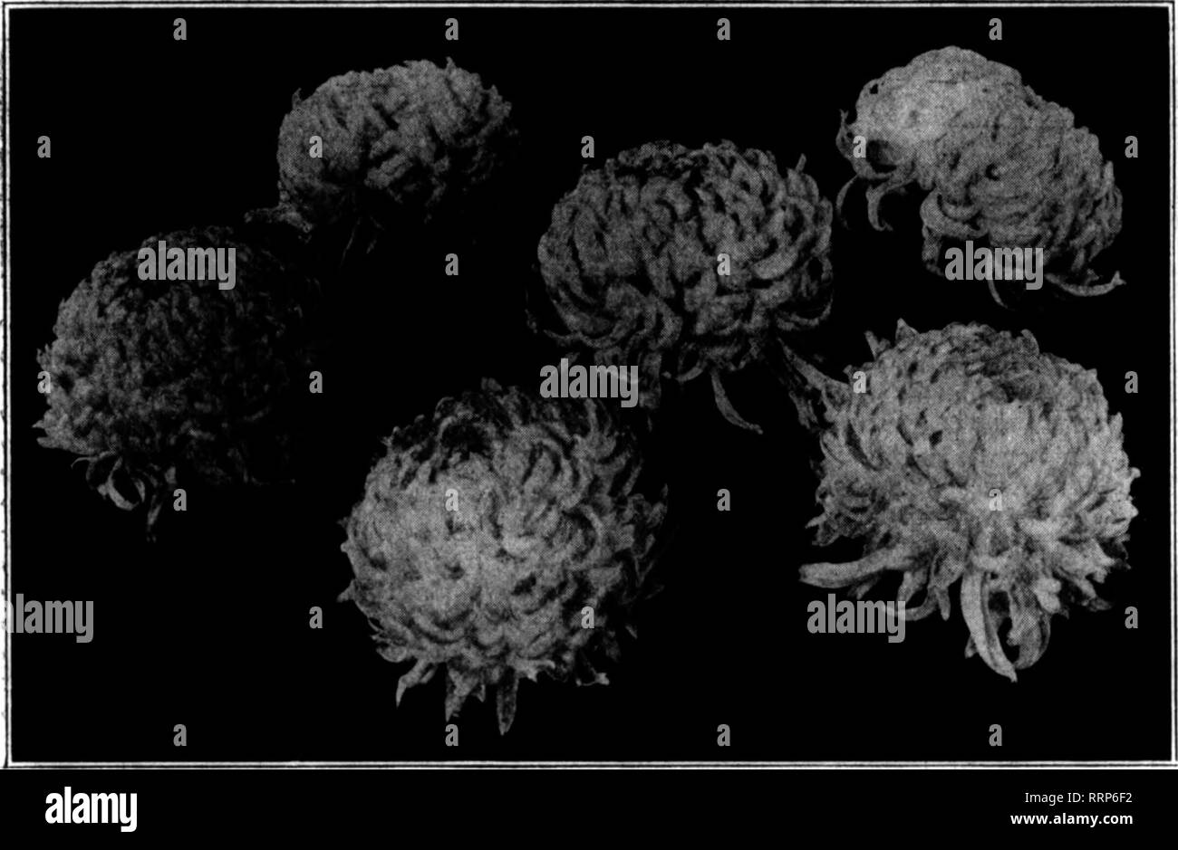 Apply manure Black and White Stock Photos & Images - Alamy