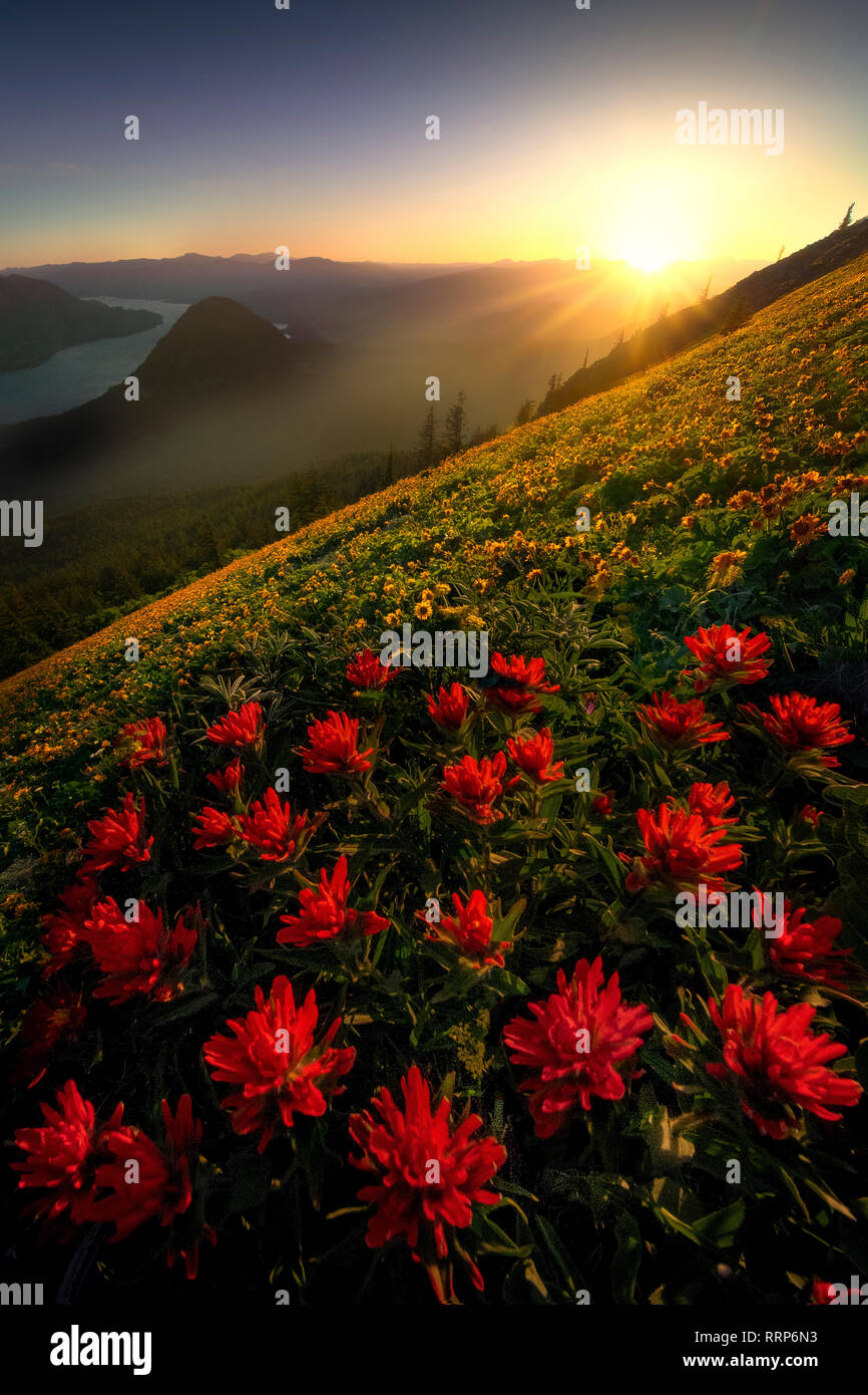 Images from Dog Mountain Trail overlooking Columbia Gorge on the border ...