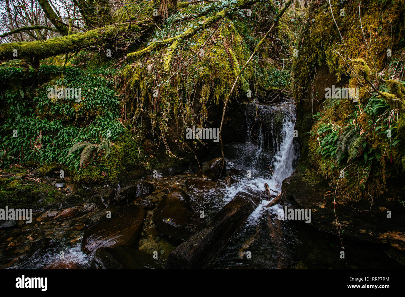 Old stone bridge Fairy Bridge in woodland, Scotland Stock Photo - Alamy