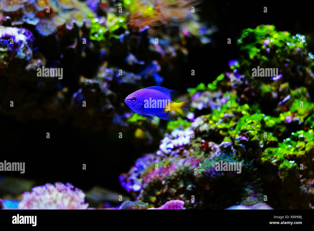 Yellowtail Damselfish - Chrysiptera parasema Stock Photo - Alamy