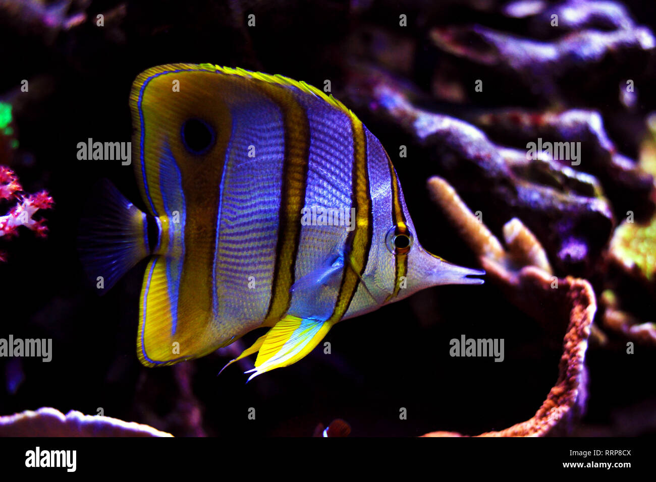 Copperband Butterflyfish - (Chelmon rostratus Stock Photo - Alamy