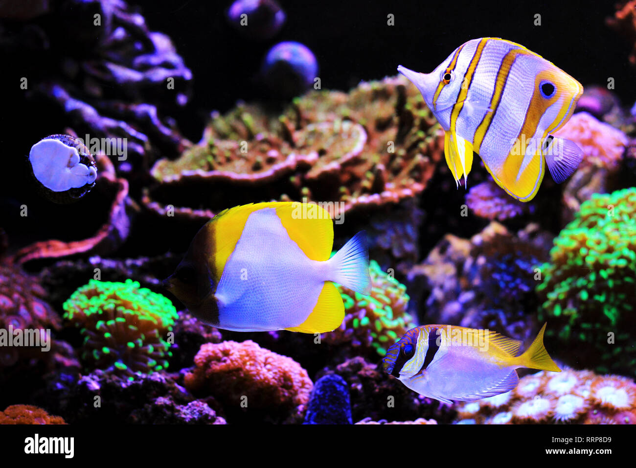 Pyramid Butterflyfish , beautiful tropical fish in aquarium Stock Photo ...
