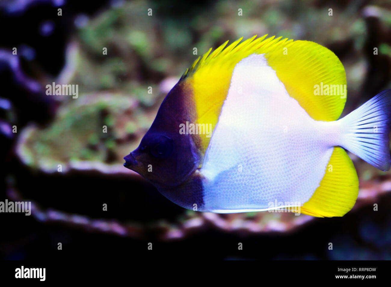 Pyramid Butterflyfish , beautiful tropical fish in aquarium Stock Photo ...