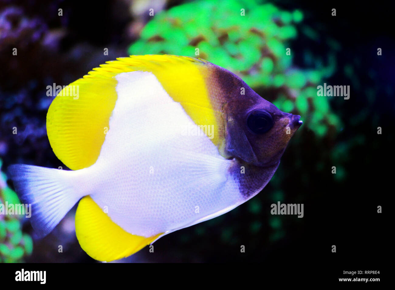 Pyramid Butterflyfish , beautiful tropical fish in aquarium Stock Photo ...