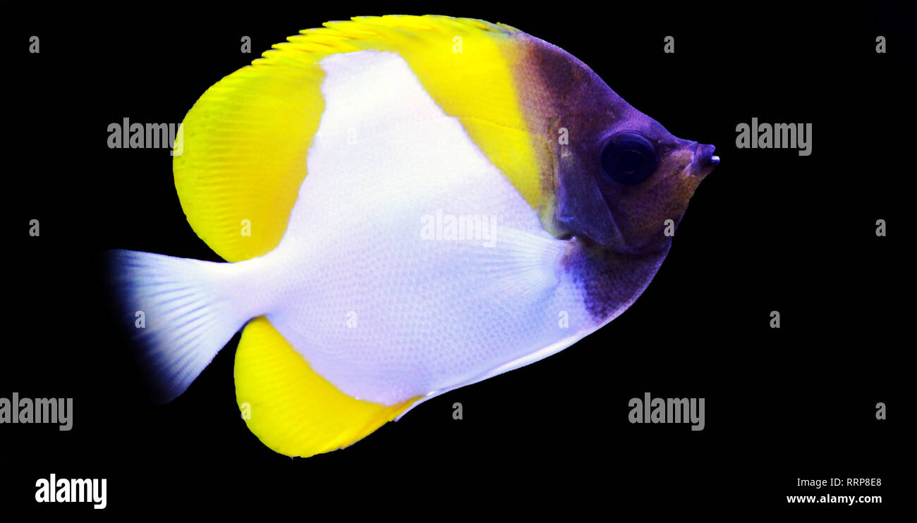 Pyramid Butterflyfish , beautiful tropical fish in aquarium Stock Photo ...