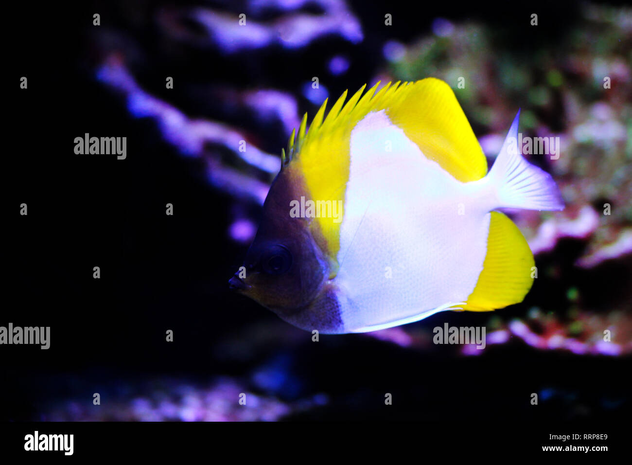 Pyramid Butterflyfish , beautiful tropical fish in aquarium Stock Photo ...