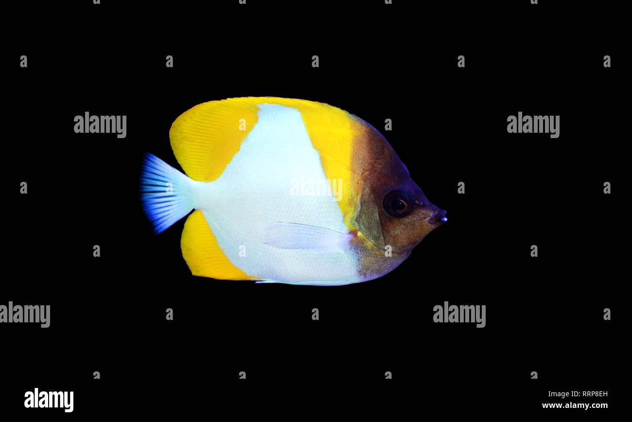 Yellow pyramid butterflyfish hemitaurichthys hi-res stock photography ...