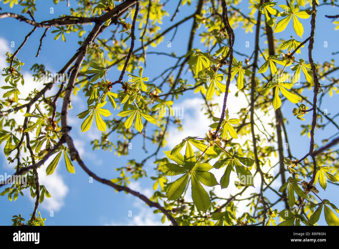 Picture of spring flowering chestnut tree, dry branches with buds of ...