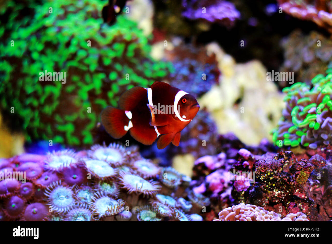 Golden flake Maroon Clownfish - Premnas biaculeatus (juvenile Stock ...