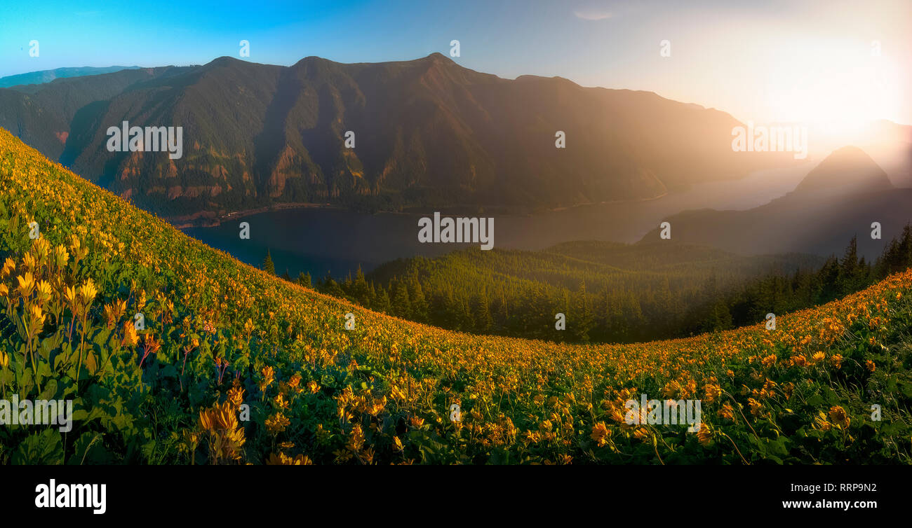 Images from Dog Mountain Trail overlooking Columbia Gorge on the border ...