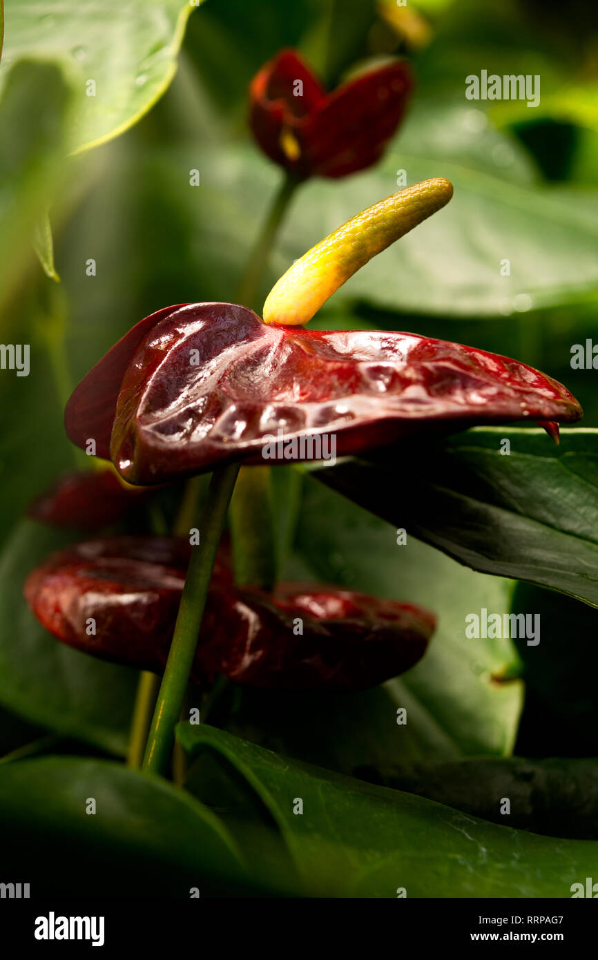 Tropical Anthurium Plant, beautiful Flamingo Flower Stock Photo - Alamy