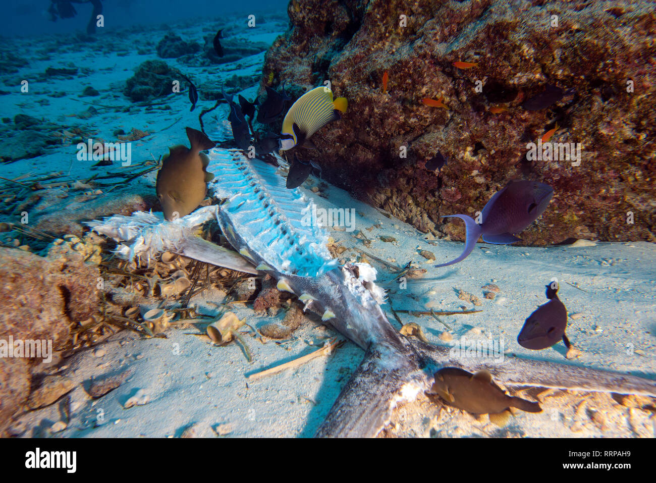 dead fish underwater tuna close up Stock Photo - Alamy
