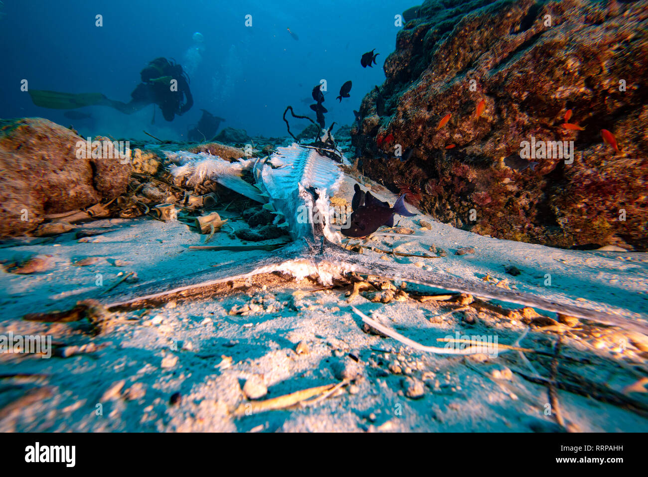 Dead fish underwater hi-res stock photography and images - Alamy