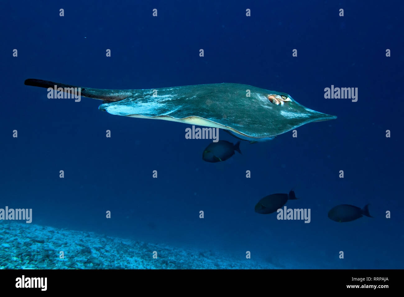 Blue spotted stingray stingray ray yellow scuba diving hi-res stock ...