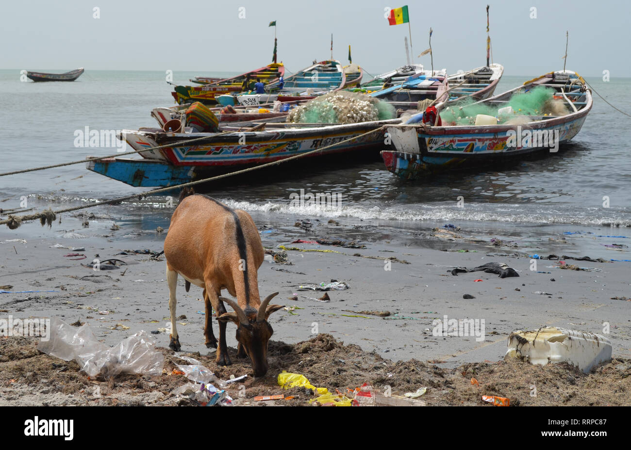 A goat forages for food amongst the litter in a beach on Senegal's ...