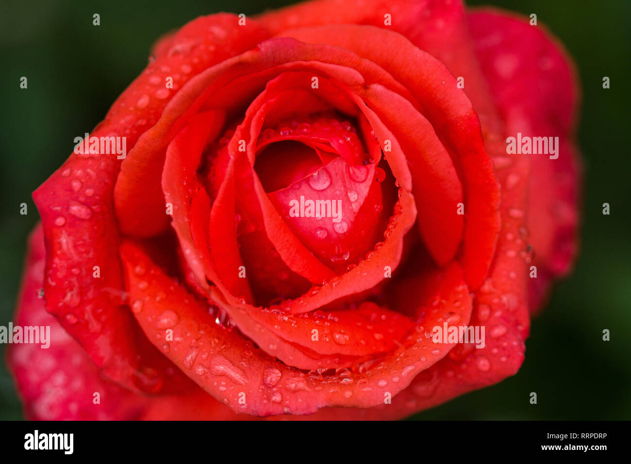 Bright red rose with water drops and morning sun on green background ...