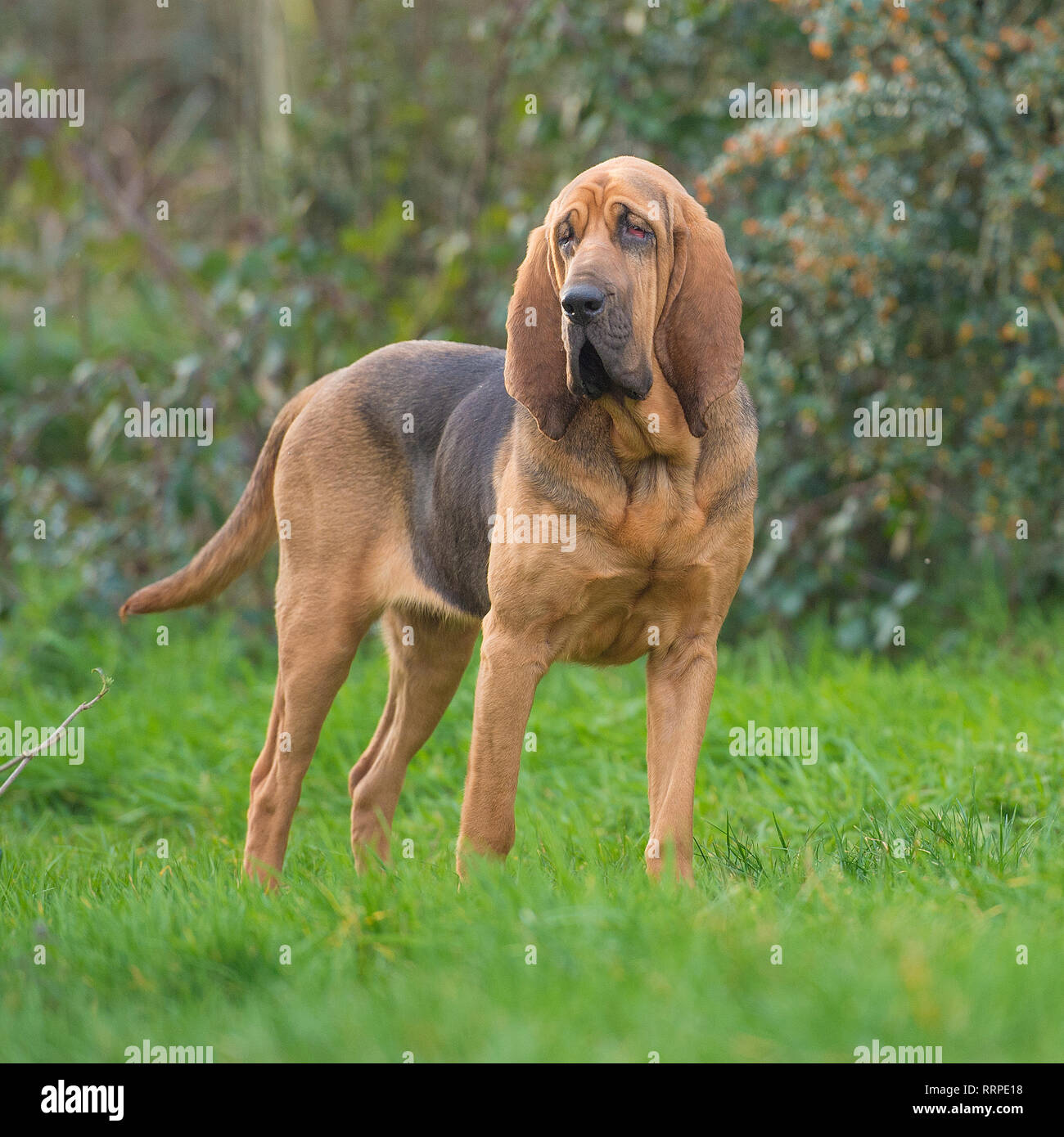 Hunt breed hi-res stock photography and images - Alamy