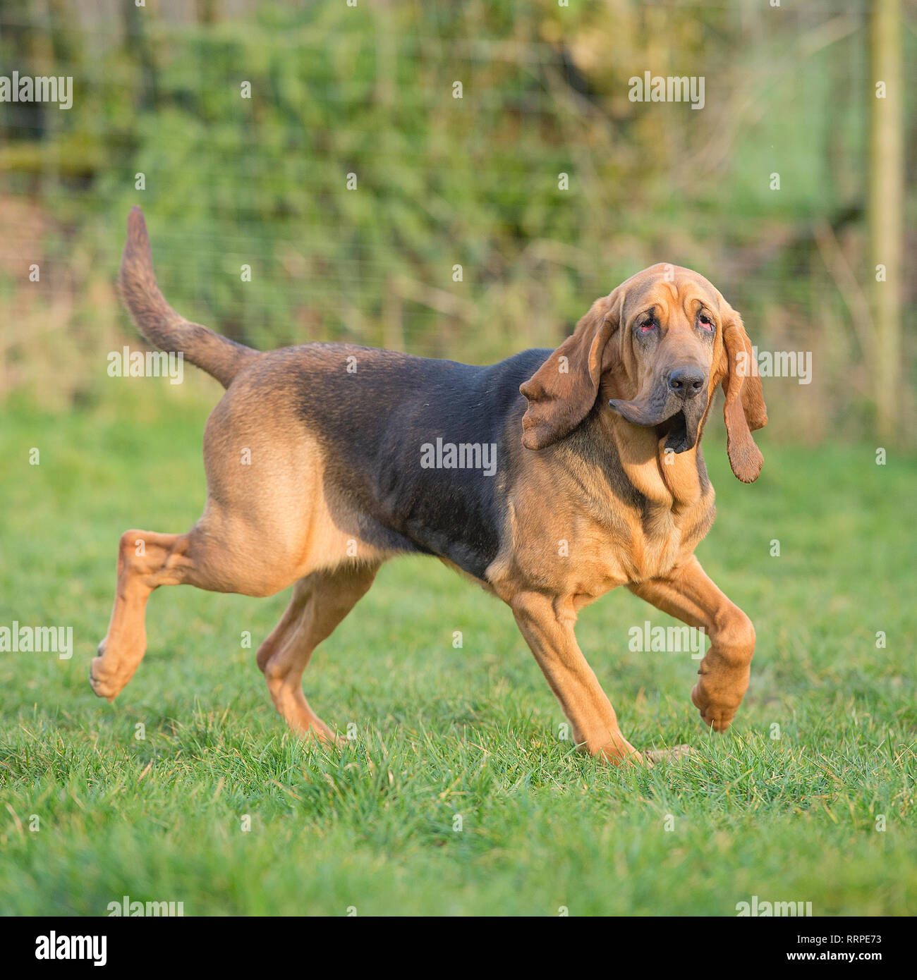 Bloodhound Sniffing High Resolution Stock Photography and Images - Alamy