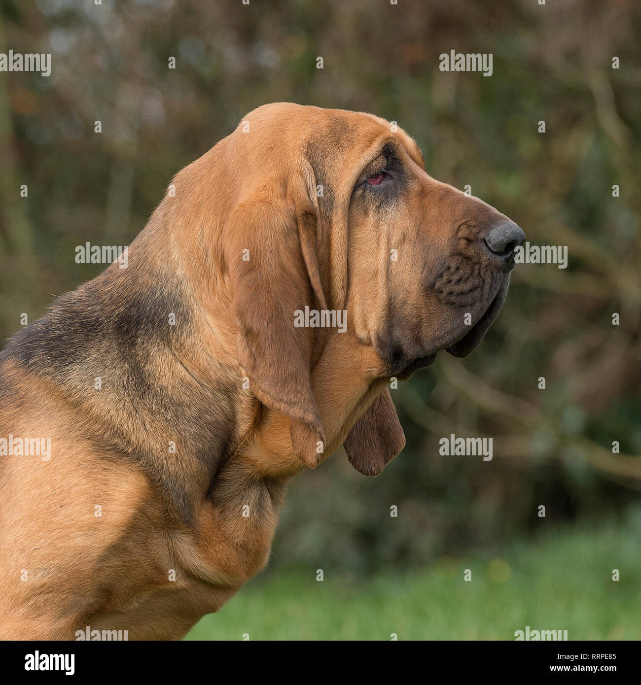 Bloodhound Sniffing High Resolution Stock Photography and Images - Alamy