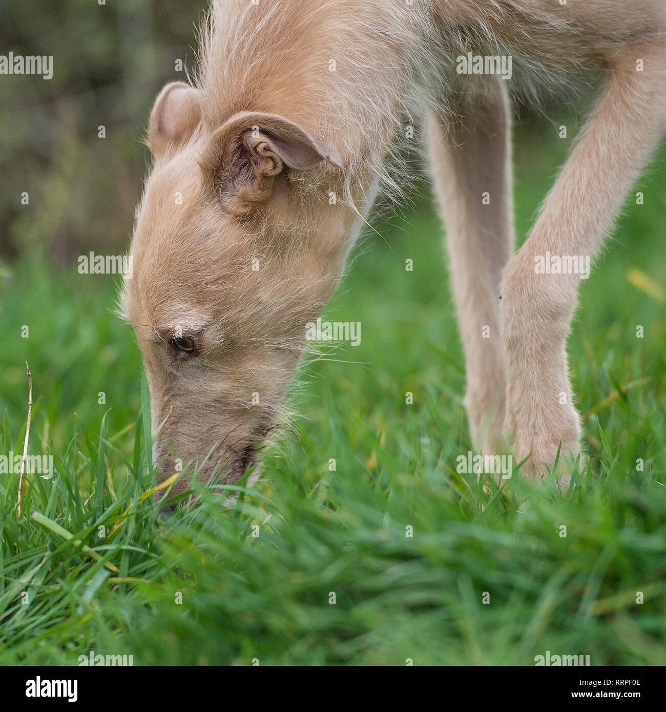 Dog Sniffing Stock Photos & Dog Sniffing Stock Images - Alamy