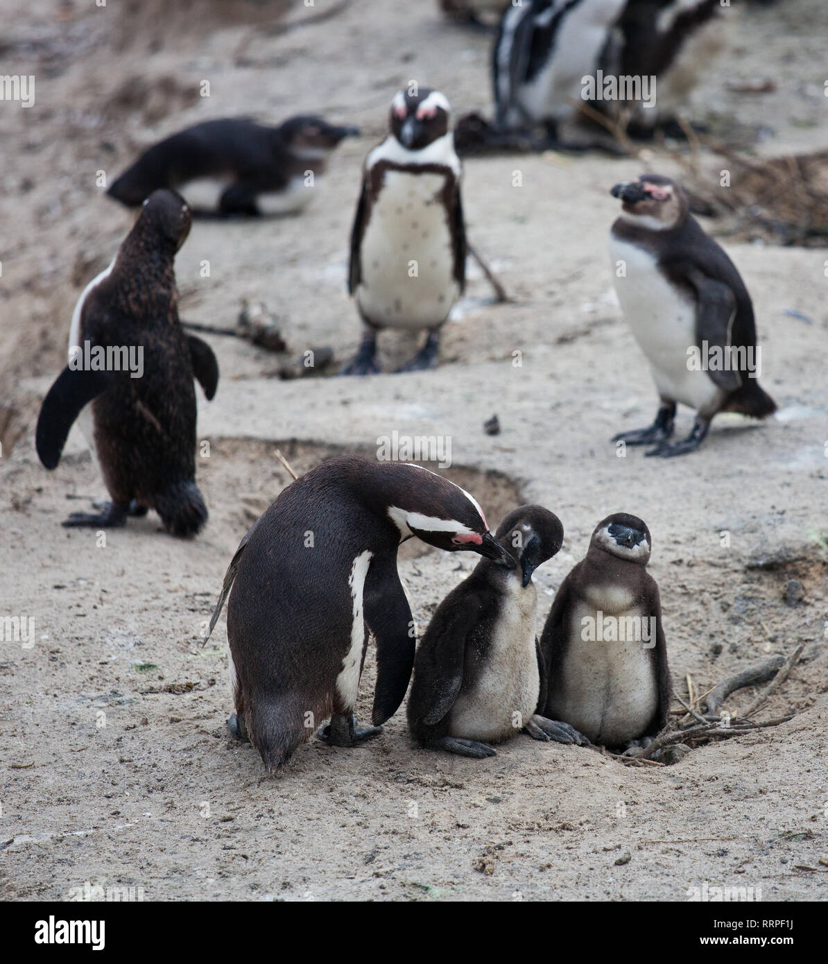 African penguin family: mother with two new born babies chickes. Cape ...