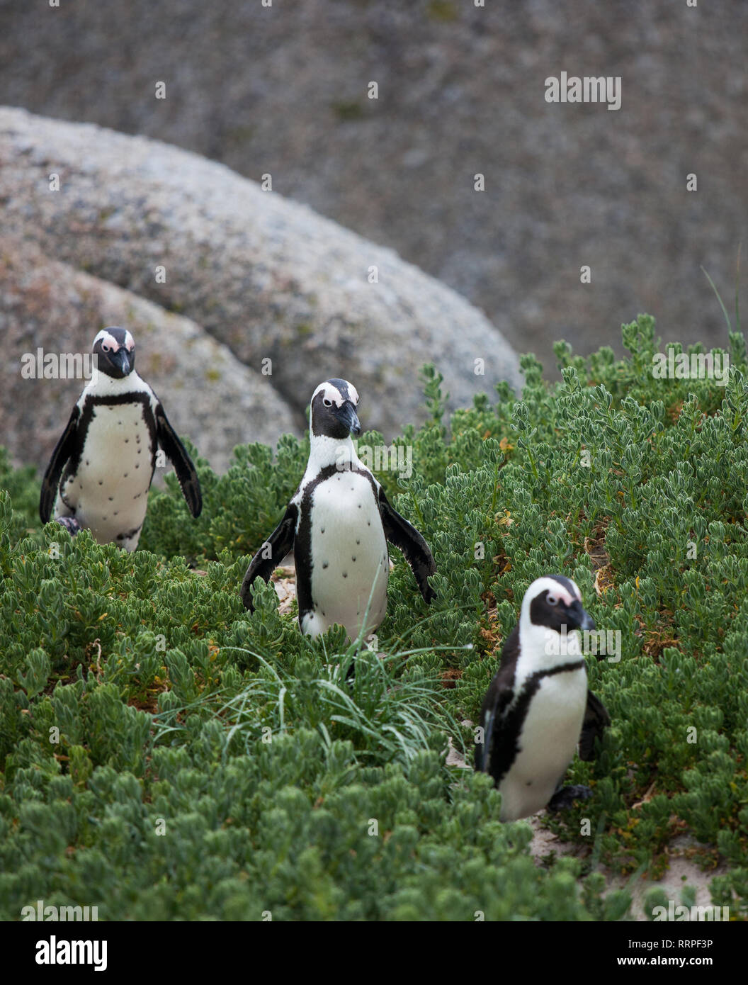 Three funny African penguin Spheniscus demersus on Boulders Beach near ...