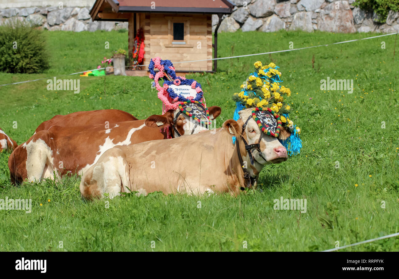 alp down ceremony to celebrate the cows with decorated flower on top ...