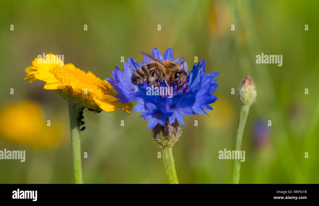 Busy bees hi-res stock photography and images - Alamy