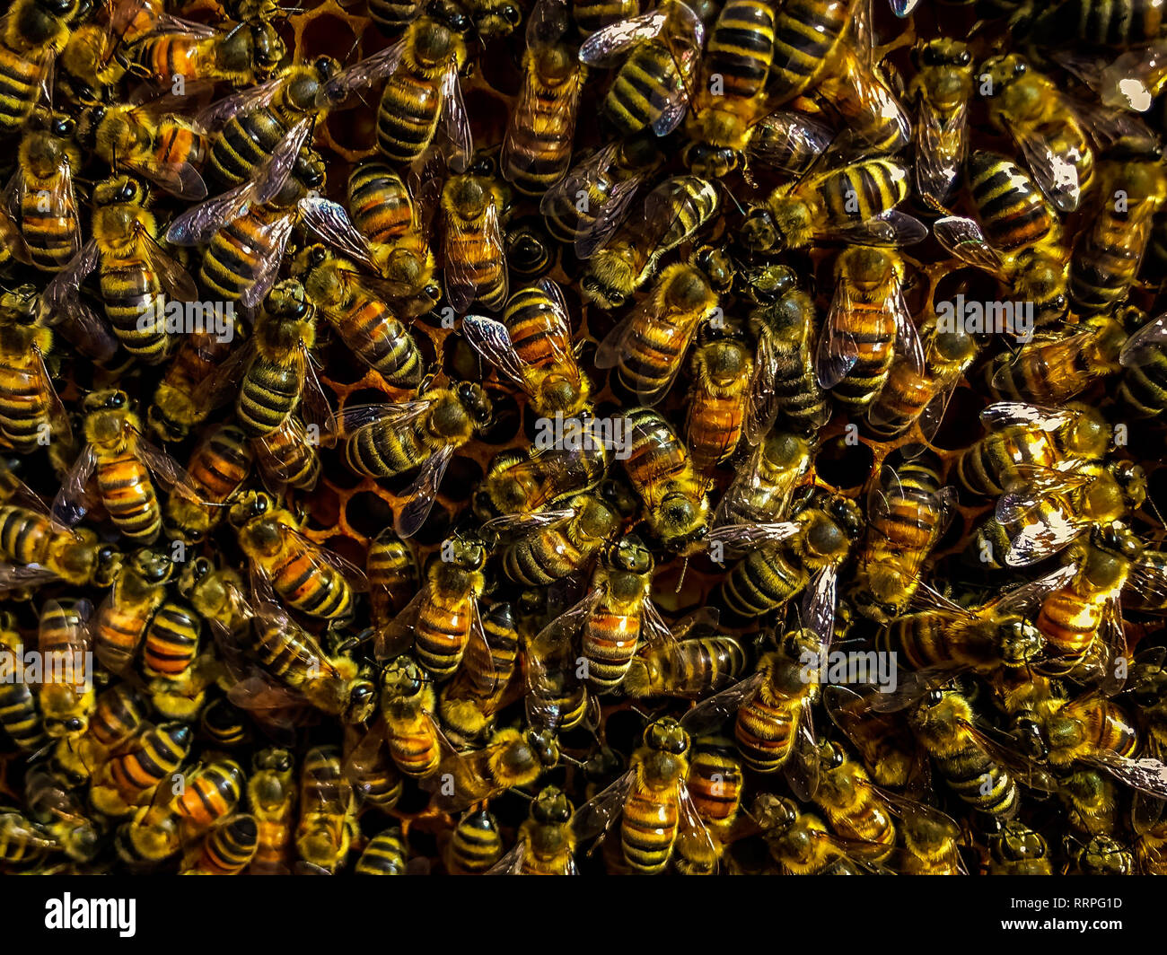 Teamwork animals hi-res stock photography and images - Alamy