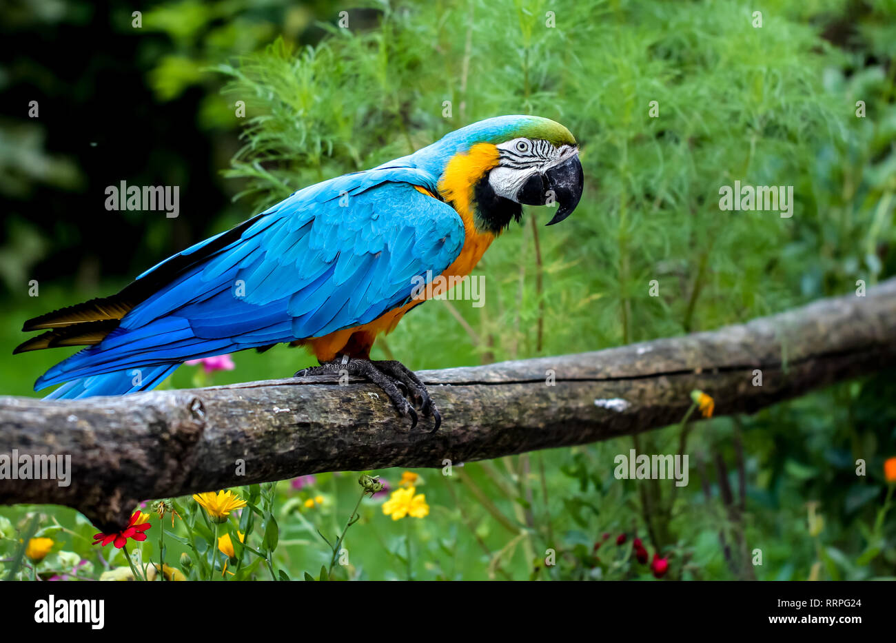 parrot sitting on tree with flower background and copyspace Stock Photo ...