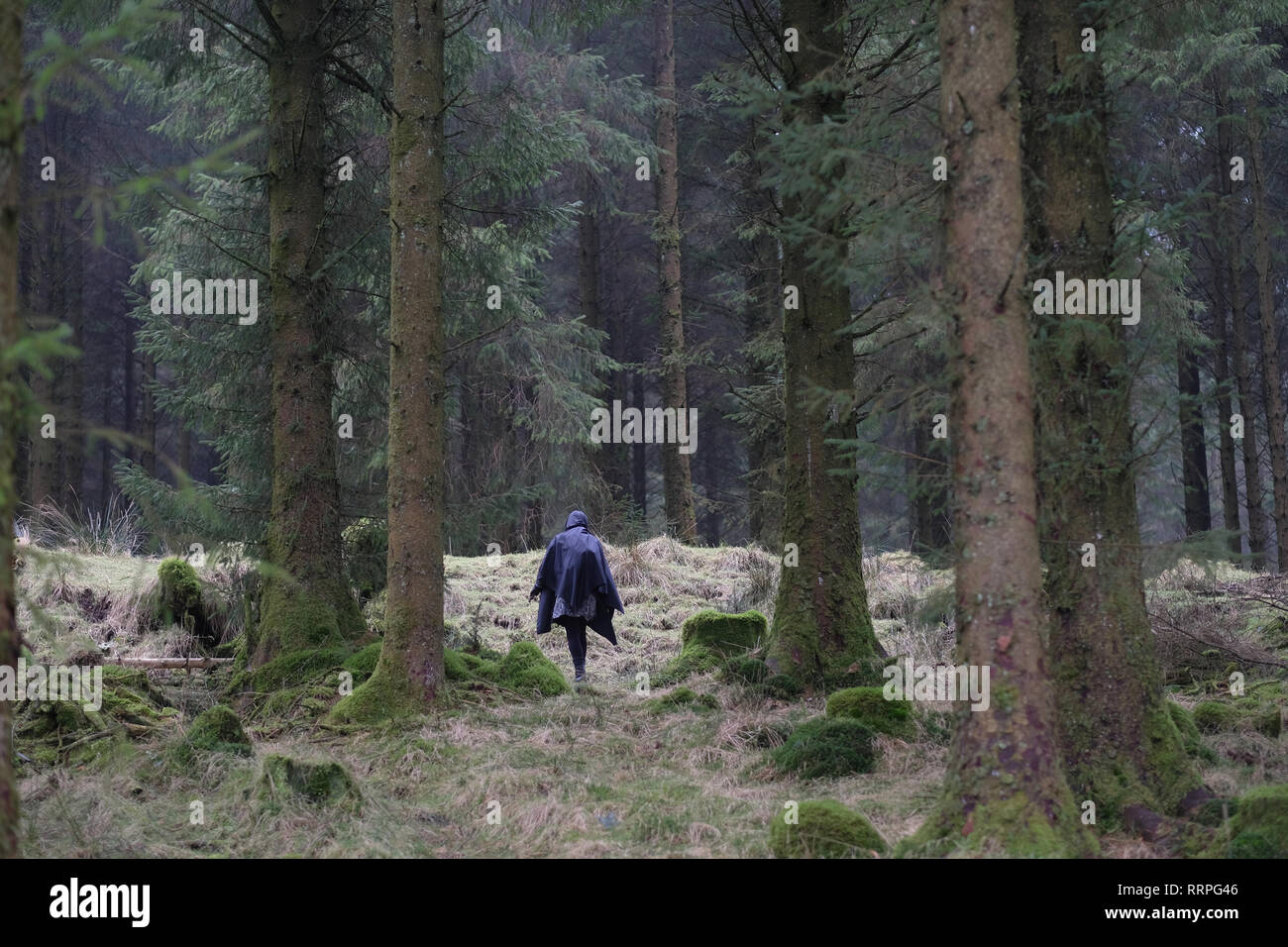 A woman walking alone in a forest Stock Photo - Alamy