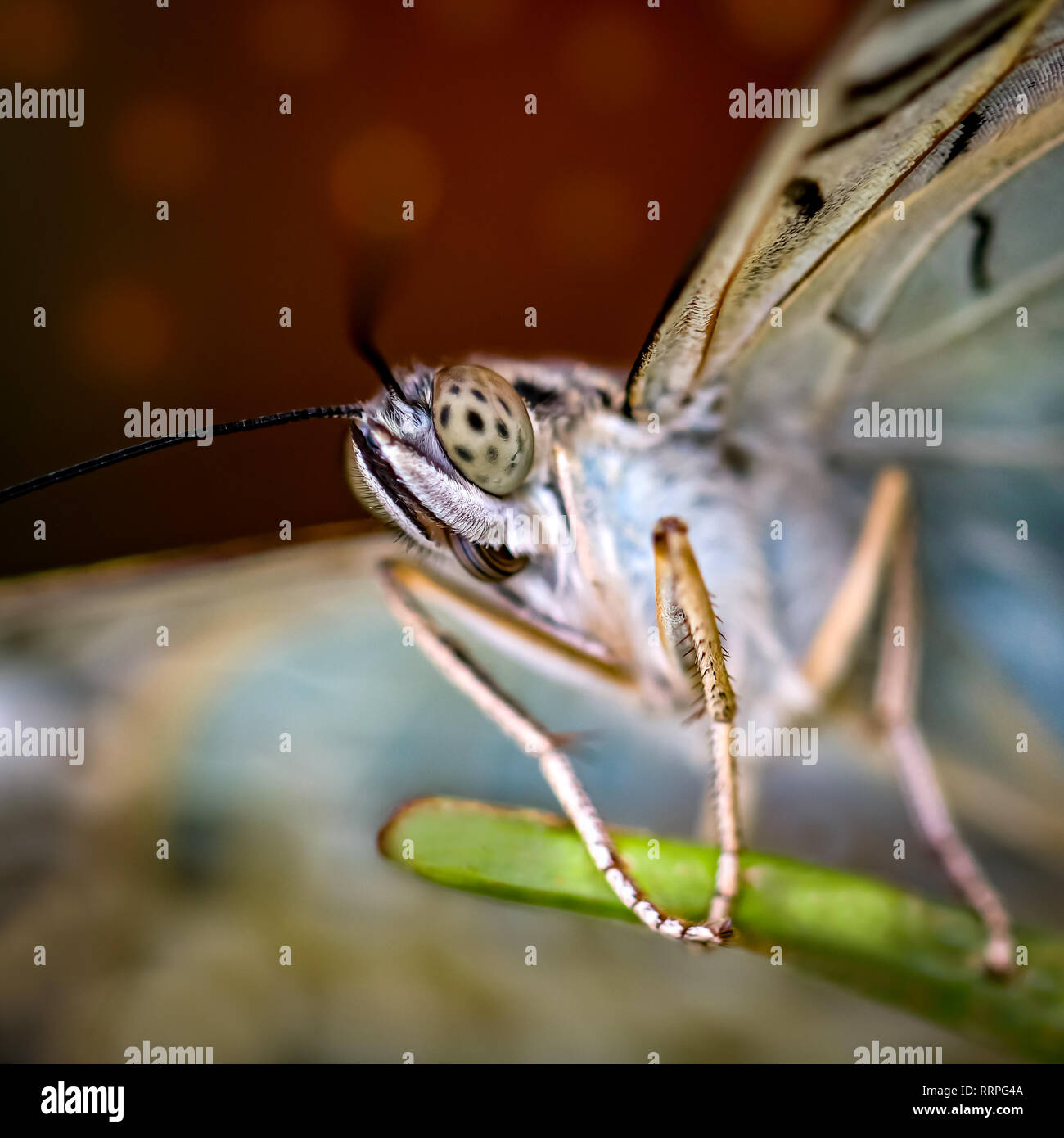 butterfly portrait on top closeup macro compound eyes and winds Stock ...