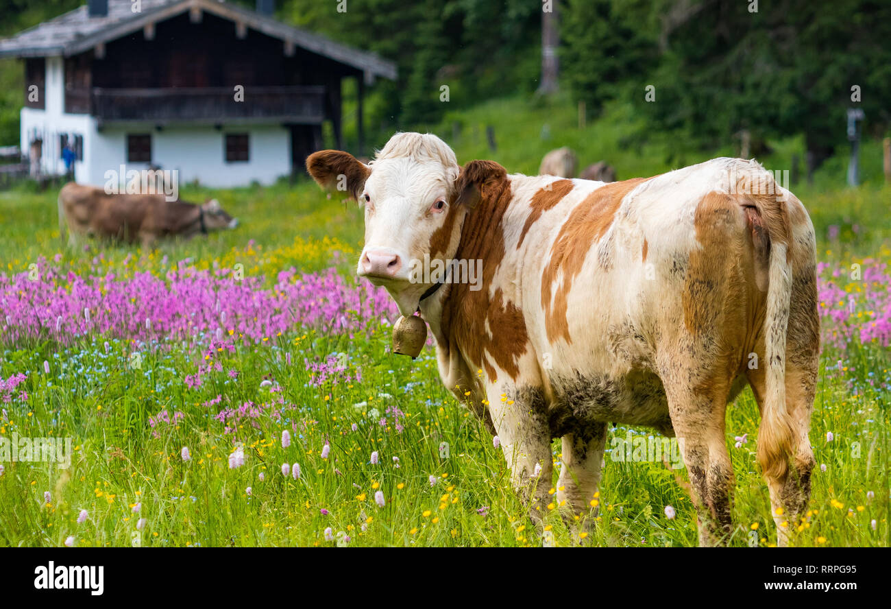 happy cow in colorful flower fiield at mountain alp Stock Photo - Alamy