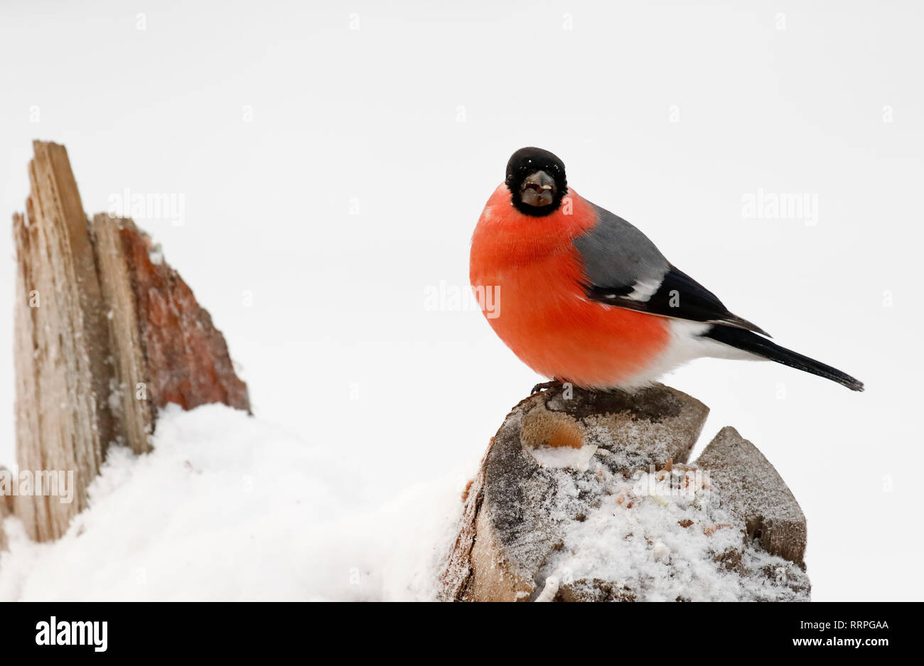 Male Eurasian Bullfinch (Pyrrhula pyrrhula) sat on a stump in the ...