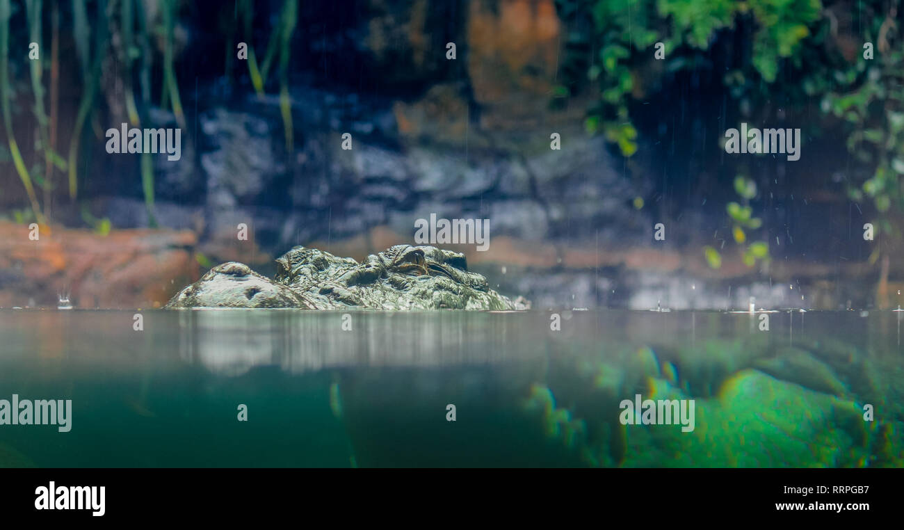 crocodile swimming in pond water, adventure backpacker travel Australia ...
