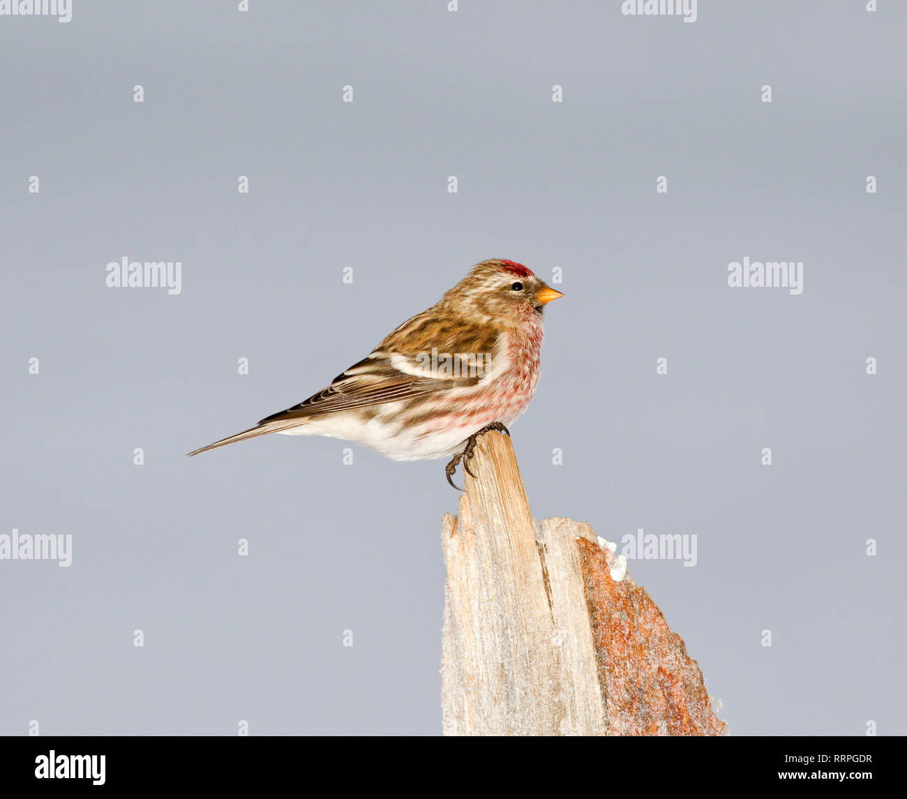 Twitching bird watching hi-res stock photography and images - Alamy